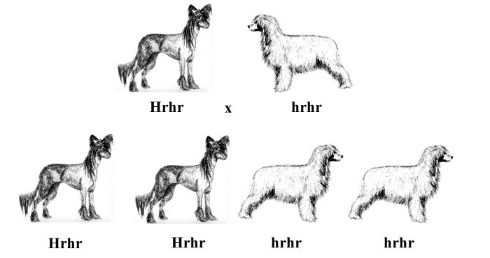 CHIŃSKI GRZYWACZ - Brak włosa u bezwłosych psów
