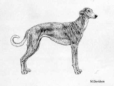 CHART POLSKI Wzorzec rasy